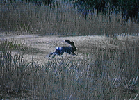 Rabbit | Red Dead Wiki | Fandom