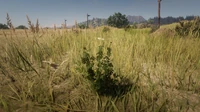 Wild Feverfew | Red Dead Wiki | Fandom