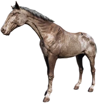 Scrawny Nag | Red Dead Wiki | Fandom