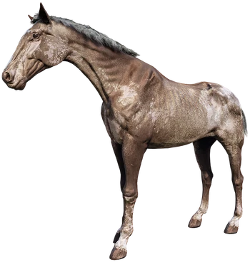 Scrawny Nag | Red Dead Wiki | Fandom