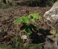 American Ginseng | Red Dead Wiki | Fandom