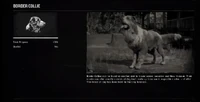 Dog (RDR2) | Red Dead Wiki | Fandom