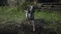 Dog (RDR2) | Red Dead Wiki | Fandom