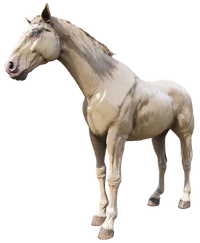 Dutch Warmblood (RDR 2) | Red Dead Wiki | Fandom