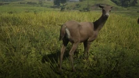 Deer (RDR 2) | Red Dead Wiki | Fandom