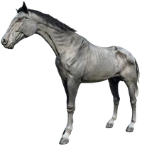 Scrawny Nag | Red Dead Wiki | Fandom