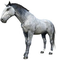 Kladruber | Red Dead Wiki | Fandom