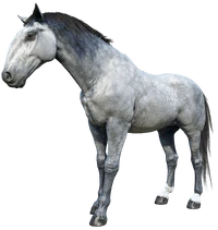 Kladruber | Red Dead Wiki | Fandom