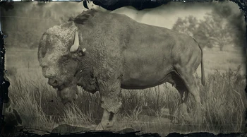 Legendary Tatanka Bison | Red Dead Wiki | Fandom