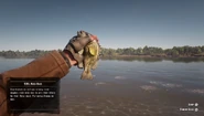 Rock Bass | Red Dead Wiki | Fandom