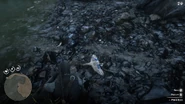 Duck (RDR 2) | Red Dead Wiki | Fandom
