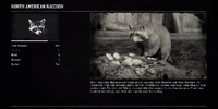 Raccoon (RDR 2) | Red Dead Wiki | Fandom