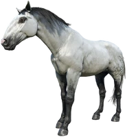 Kladruber | Red Dead Wiki | Fandom