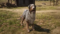 Dog (RDR2) | Red Dead Wiki | Fandom