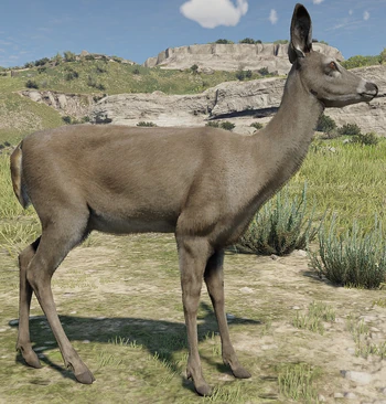 Deer (RDR 2) | Red Dead Wiki | Fandom