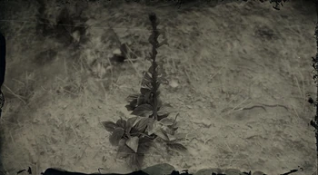 Red Sage | Red Dead Wiki | Fandom