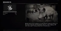 Pig (RDR 2) | Red Dead Wiki | Fandom
