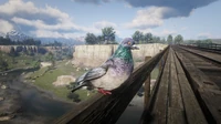 Pigeon | Red Dead Wiki | Fandom