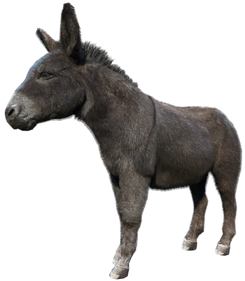 Donkey (RDR 2) | Red Dead Wiki | Fandom