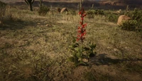Red Sage | Red Dead Wiki | Fandom