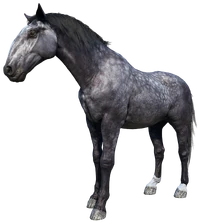 Kladruber | Red Dead Wiki | Fandom