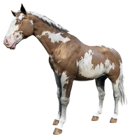 American Paint | Red Dead Wiki | Fandom