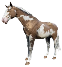 American Paint | Red Dead Wiki | Fandom