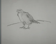 Hawk (RDR 2) | Red Dead Wiki | Fandom