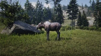 Moose | Red Dead Wiki | Fandom