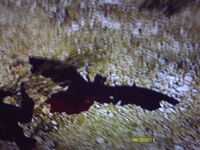 Undead Bat | Red Dead Wiki | Fandom