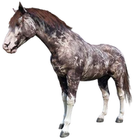 Criollo | Red Dead Wiki | Fandom