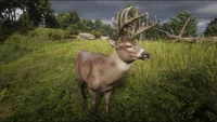 Buck (RDR 2) | Red Dead Wiki | Fandom