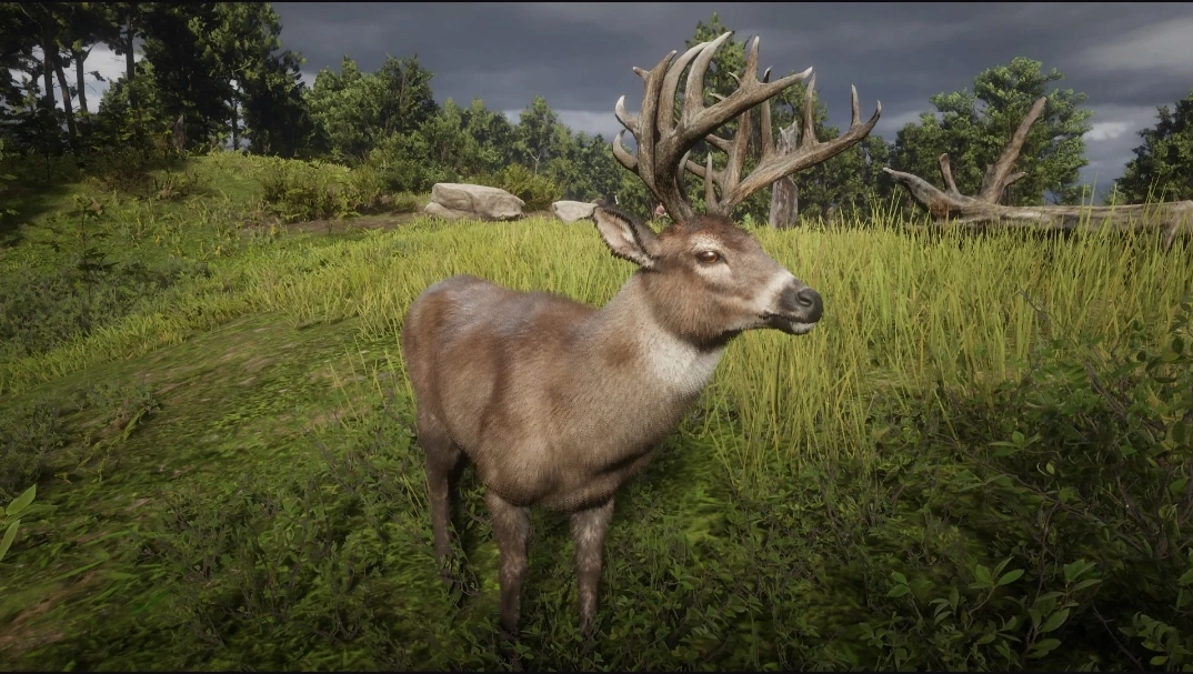 Venado De Cola Blanca Comiendo Ramas