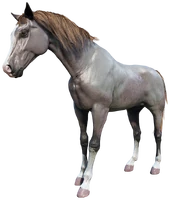 Arabian | Red Dead Wiki | Fandom