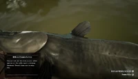 Channel Catfish | Red Dead Wiki | Fandom