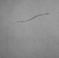 Snake (RDR 2) | Red Dead Wiki | Fandom