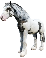 Gypsy Cob | Red Dead Wiki | Fandom