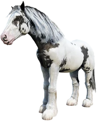 Gypsy Cob | Red Dead Wiki | Fandom