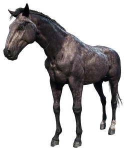 Black Standardbred