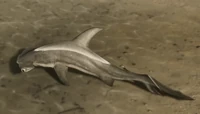 Shark | Red Dead Wiki | Fandom