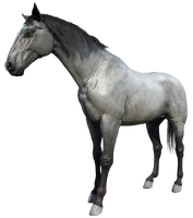 Kentucky Saddler (RDR 2) | Red Dead Wiki | Fandom