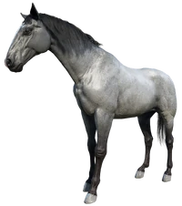 Kentucky Saddler (RDR 2) | Red Dead Wiki | Fandom