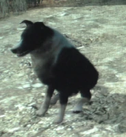 Dog | Red Dead Wiki | Fandom