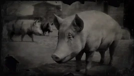 Pig (RDR 2) | Red Dead Wiki | Fandom