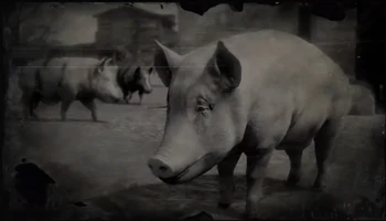 Pig (RDR 2) | Red Dead Wiki | Fandom
