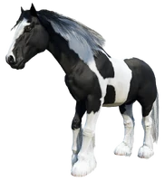 Gypsy Cob | Red Dead Wiki | Fandom