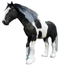 Gypsy Cob | Red Dead Wiki | Fandom