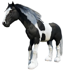 Gypsy Cob | Red Dead Wiki | Fandom