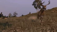 Venado | Red Dead Wiki | Fandom