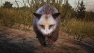 Opossum | Red Dead Wiki | Fandom